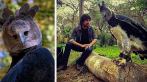 The Majestic Harpy Eagle: A Bird That Resembles A Costumed Human – Golf ...