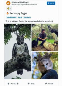 The Majestic Harpy Eagle: A Bird That Resembles A Costumed Human – Golf ...
